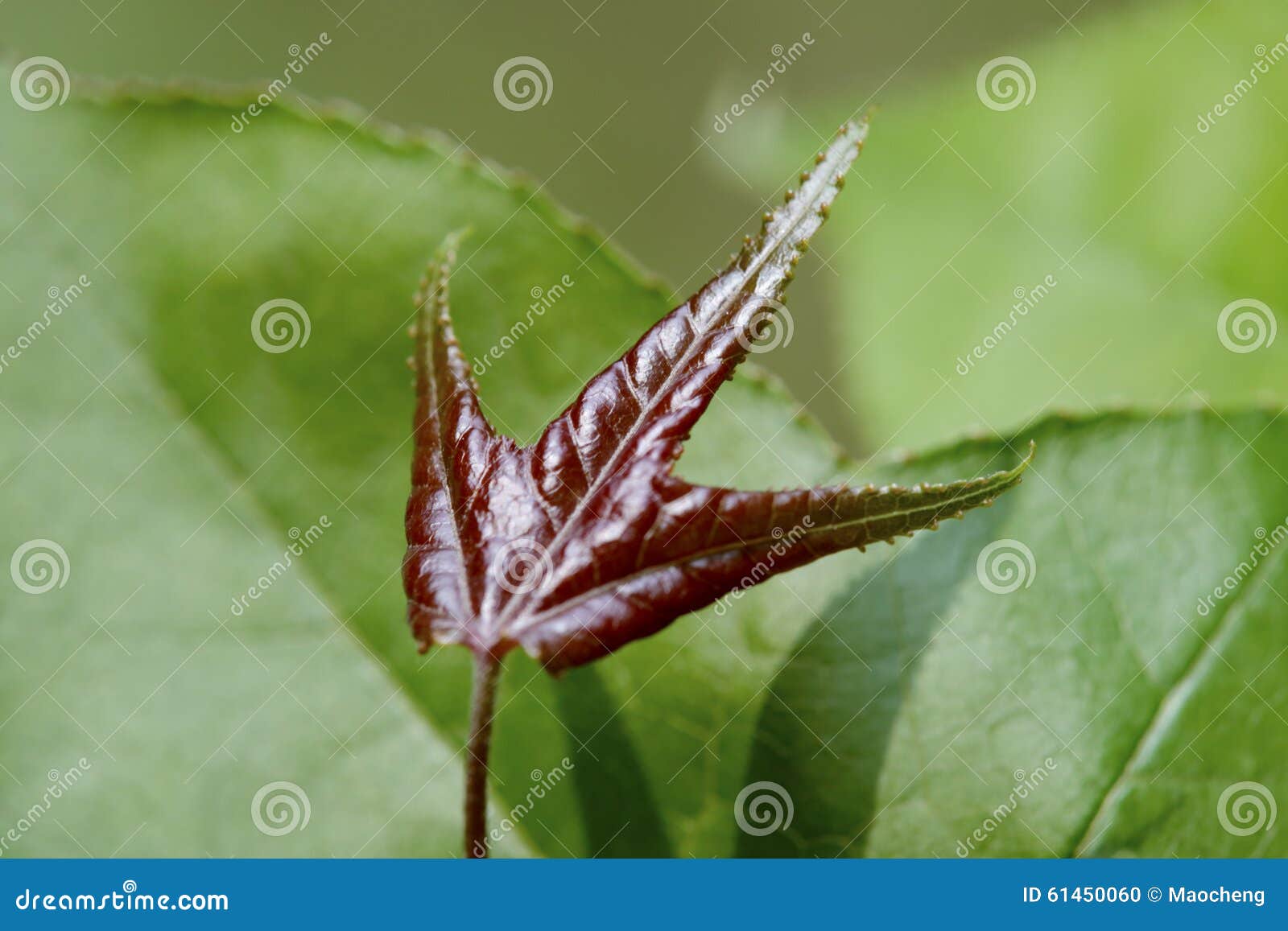 Red tender leaf stock photo. Image of green, leaves, greenery - 61450060
