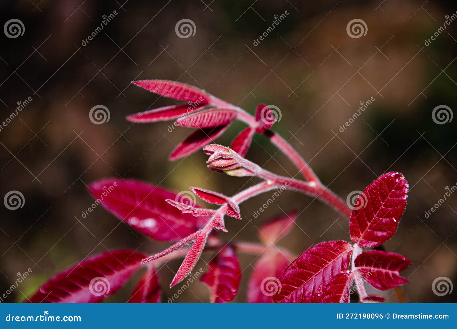 Red Tender Leaves of a Wild Plant Stock Photo - Image of nature, design ...