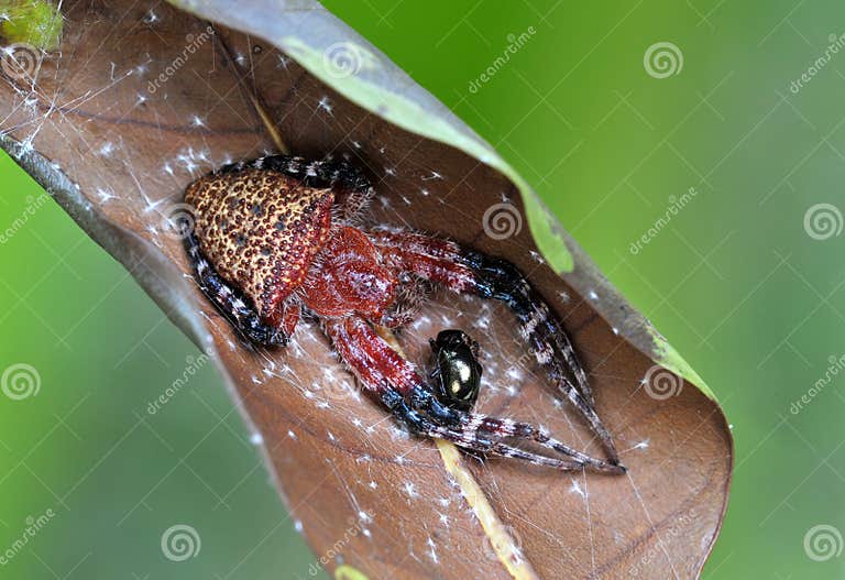 Red Tent Spider Prey the Beetle Stock Photo - Image of wildlife, nature ...