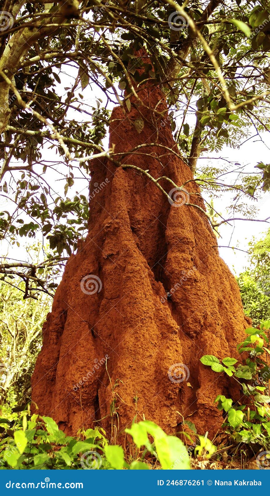 Red Termite Mound in the Forest of Africa Stock Image - Image of ...