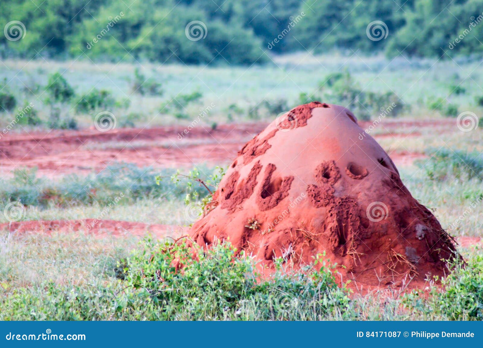 Red Termite Mound stock image. Image of detail, home - 84171087