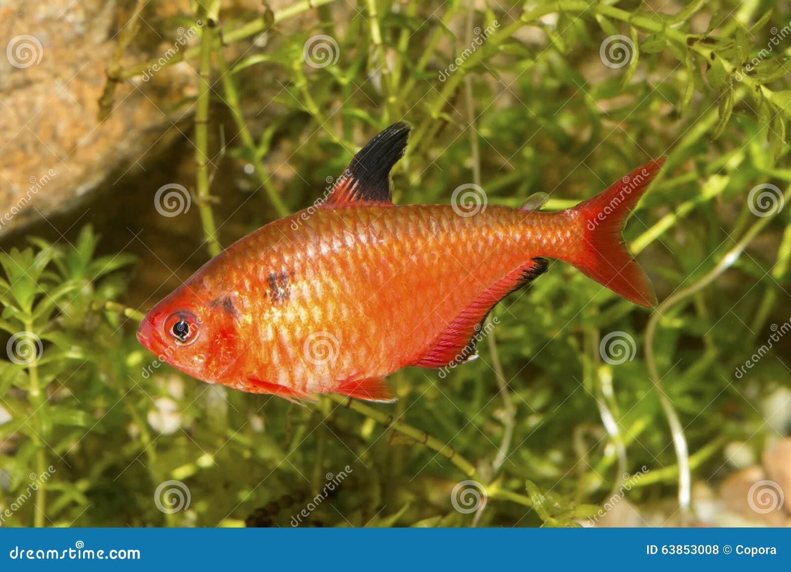 Red Tetra Fish in a Aquarium Stock Photo - Image of freshwater ...