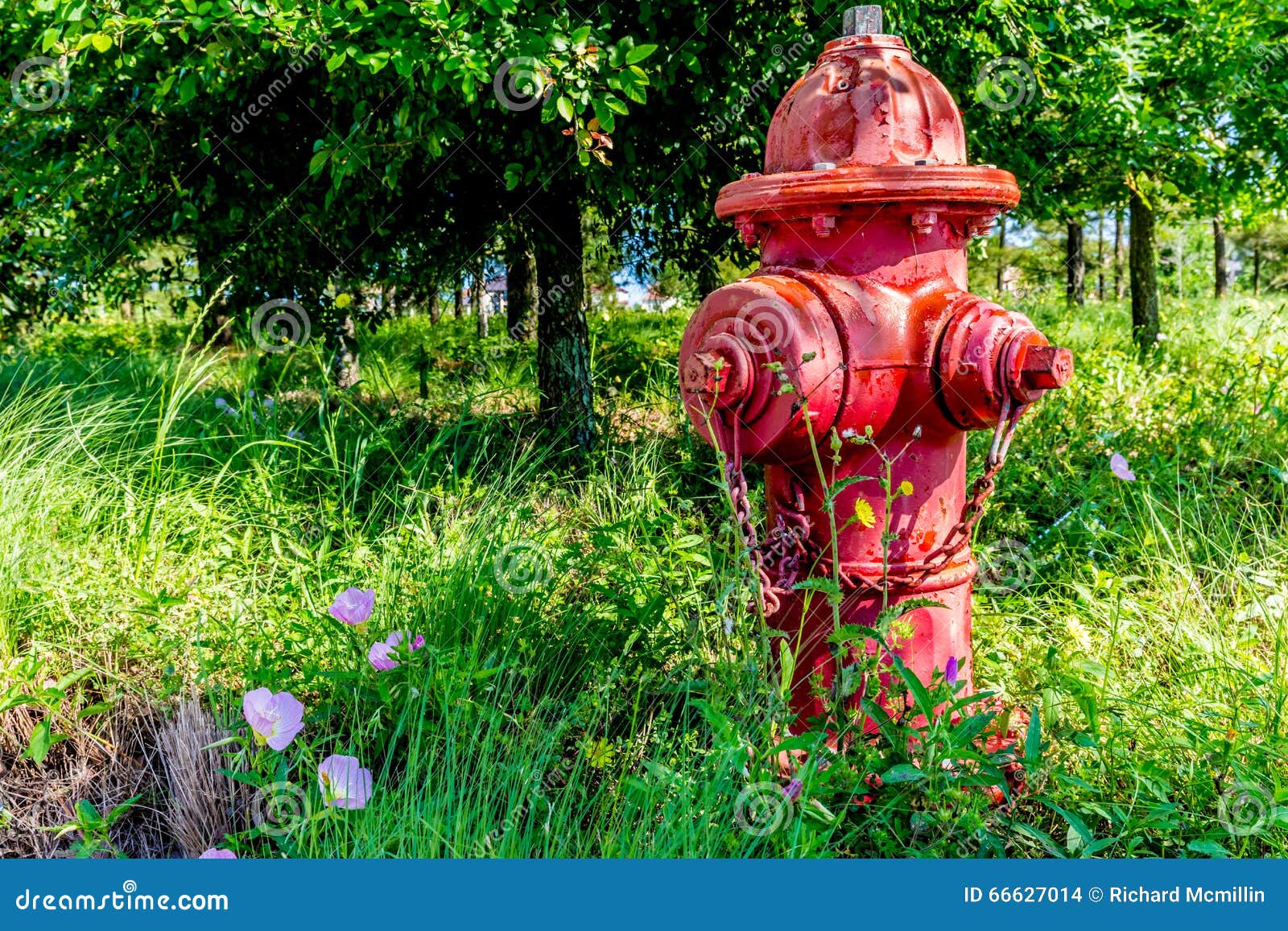 Red Texas Fire Hydrant with Texas Wildflowers in Springtime. Stock ...