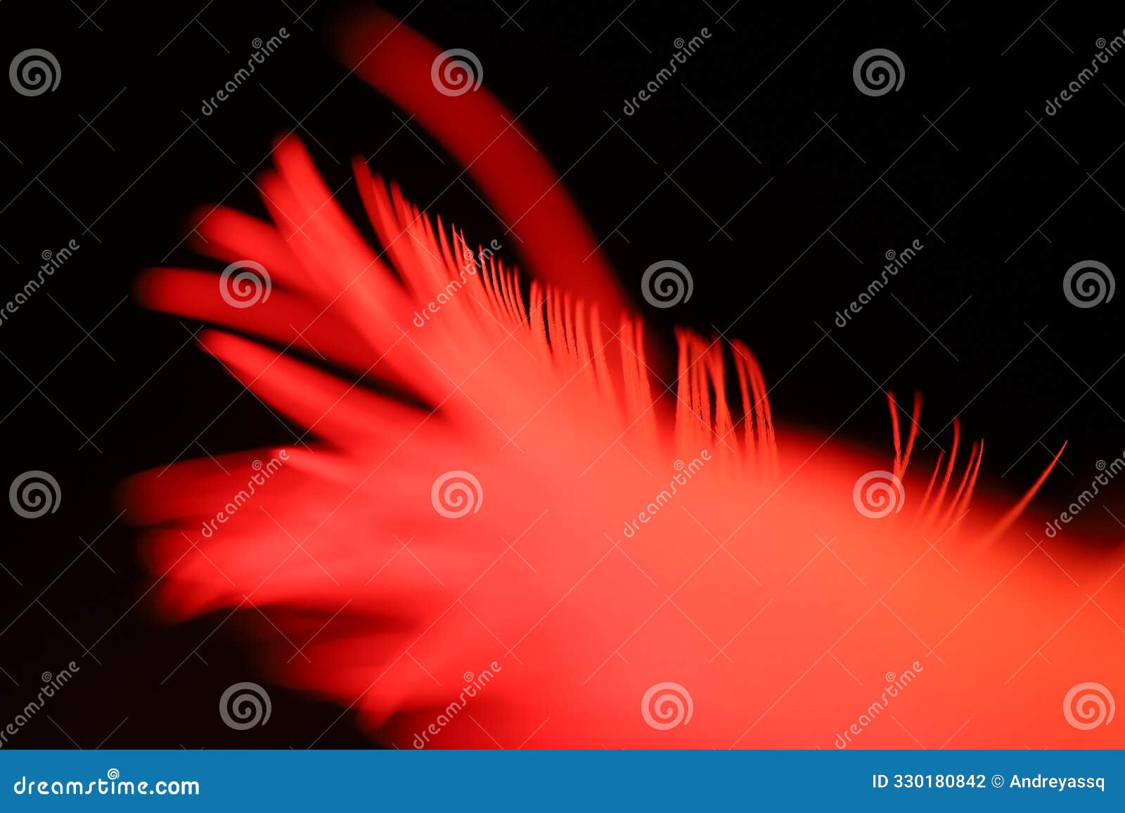 Red Texture Abstract on Black Background, Bird Feather Stock Photo ...