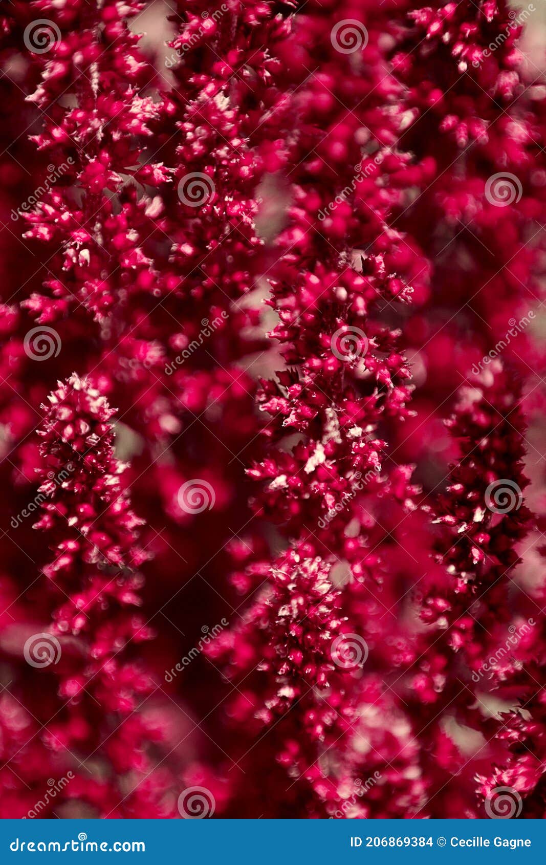 Red texture amaranth buds stock photo. Image of plants - 206869384