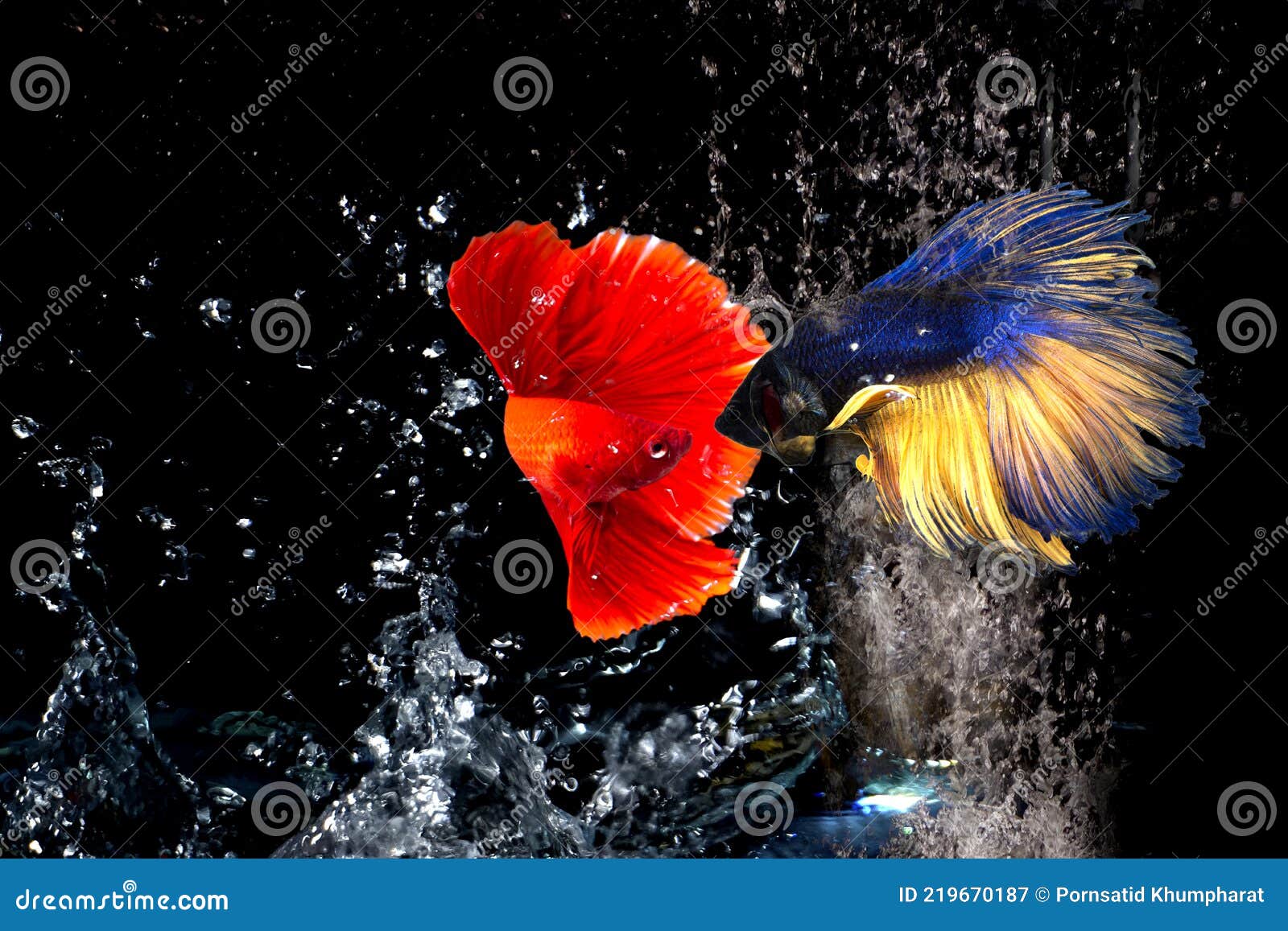 Red Thai Fighting Fish and White Thai Fighting Fish Fighting in the ...
