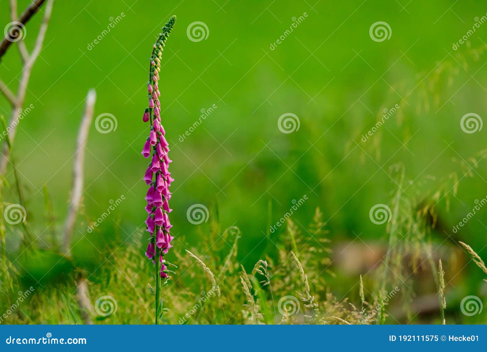Red thimble in the forest stock image. Image of bloom - 192111575