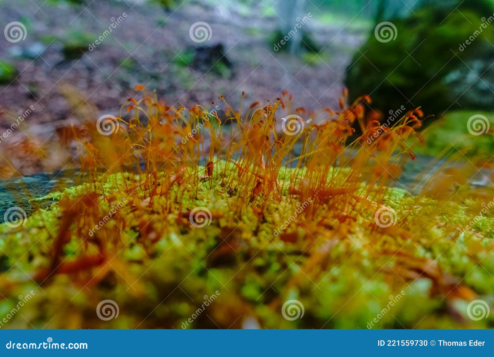 Red Thin Moss on a Tree Trunk in the Forest Stock Photo - Image of ...