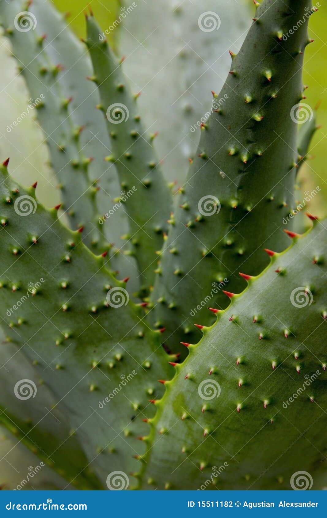 Red Thorn stock photo. Image of curved, tropical, growth - 15511182