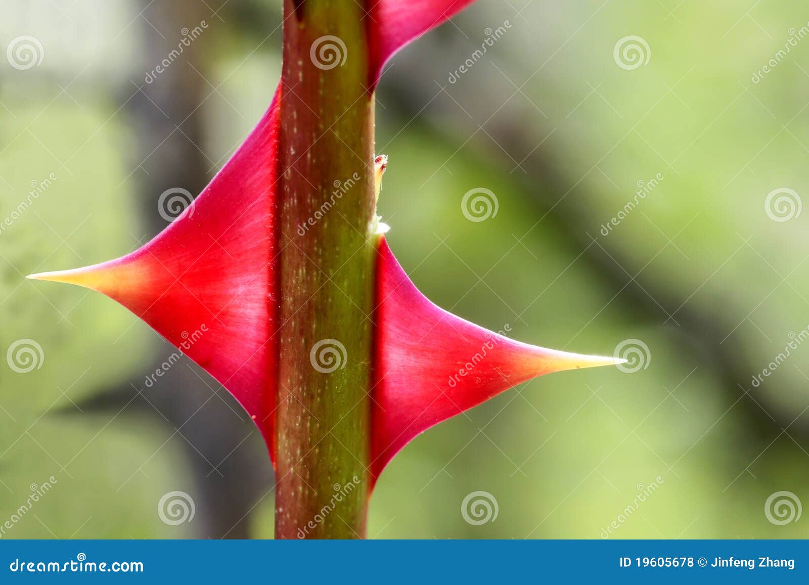 Red thorn stock photo. Image of menace, nature, sharp - 19605678