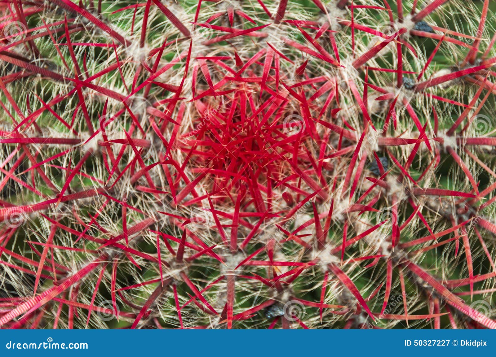 Red thorn stock image. Image of arizona, living, garden - 50327227