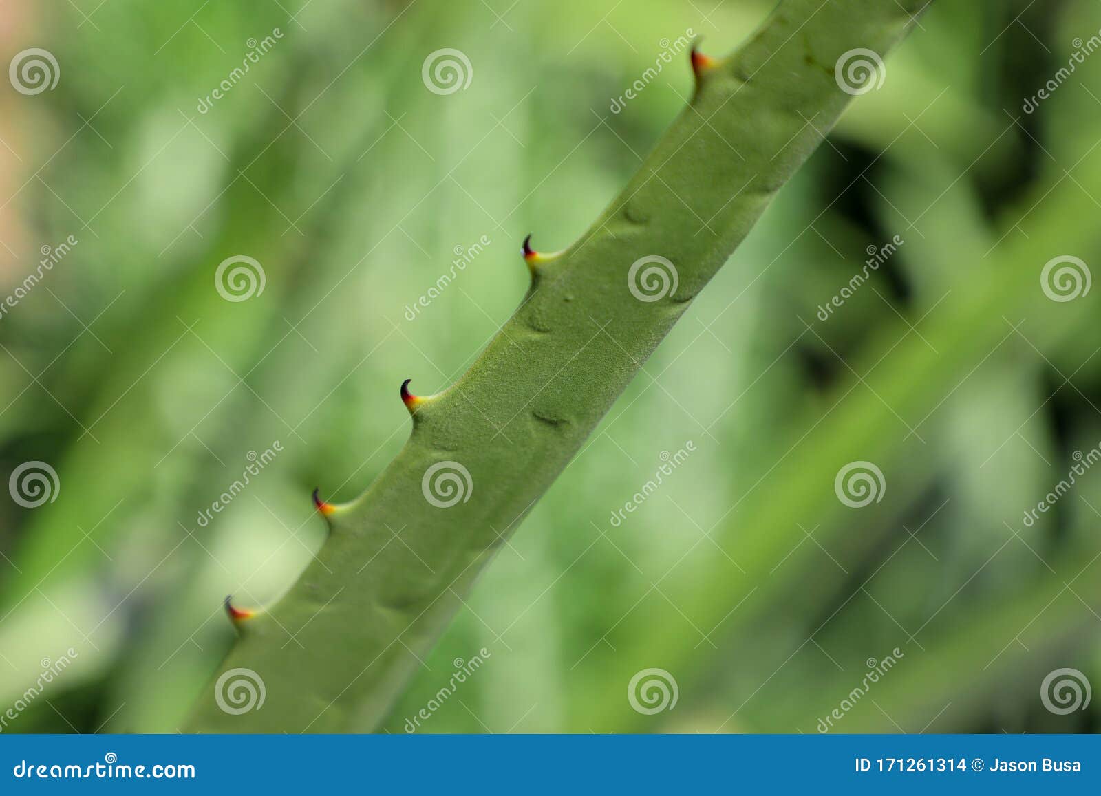 Red thorns on a green stem stock photo. Image of foliage - 171261314