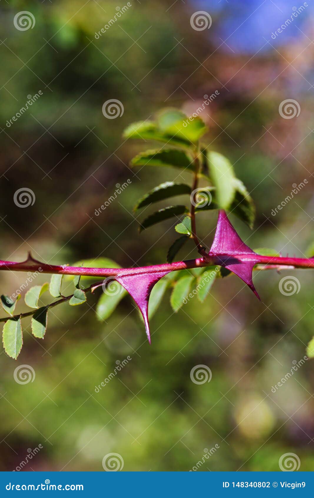 Red thorns of rose plant stock photo. Image of green - 148340802