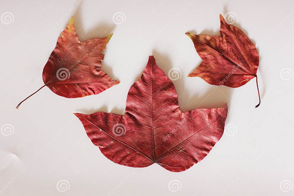 Red Three-pointed Maple Leaf on a White Background Stock Image - Image ...