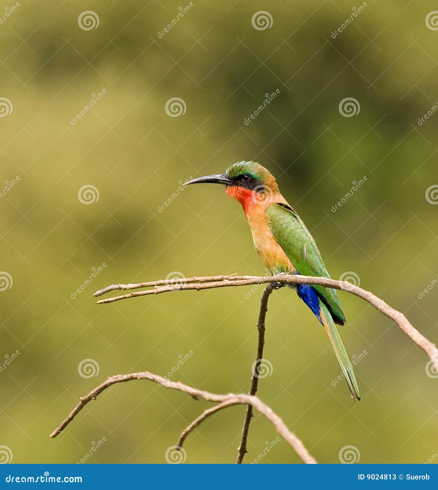 Red-throated Bee-eater stock image. Image of west, feather - 9024813