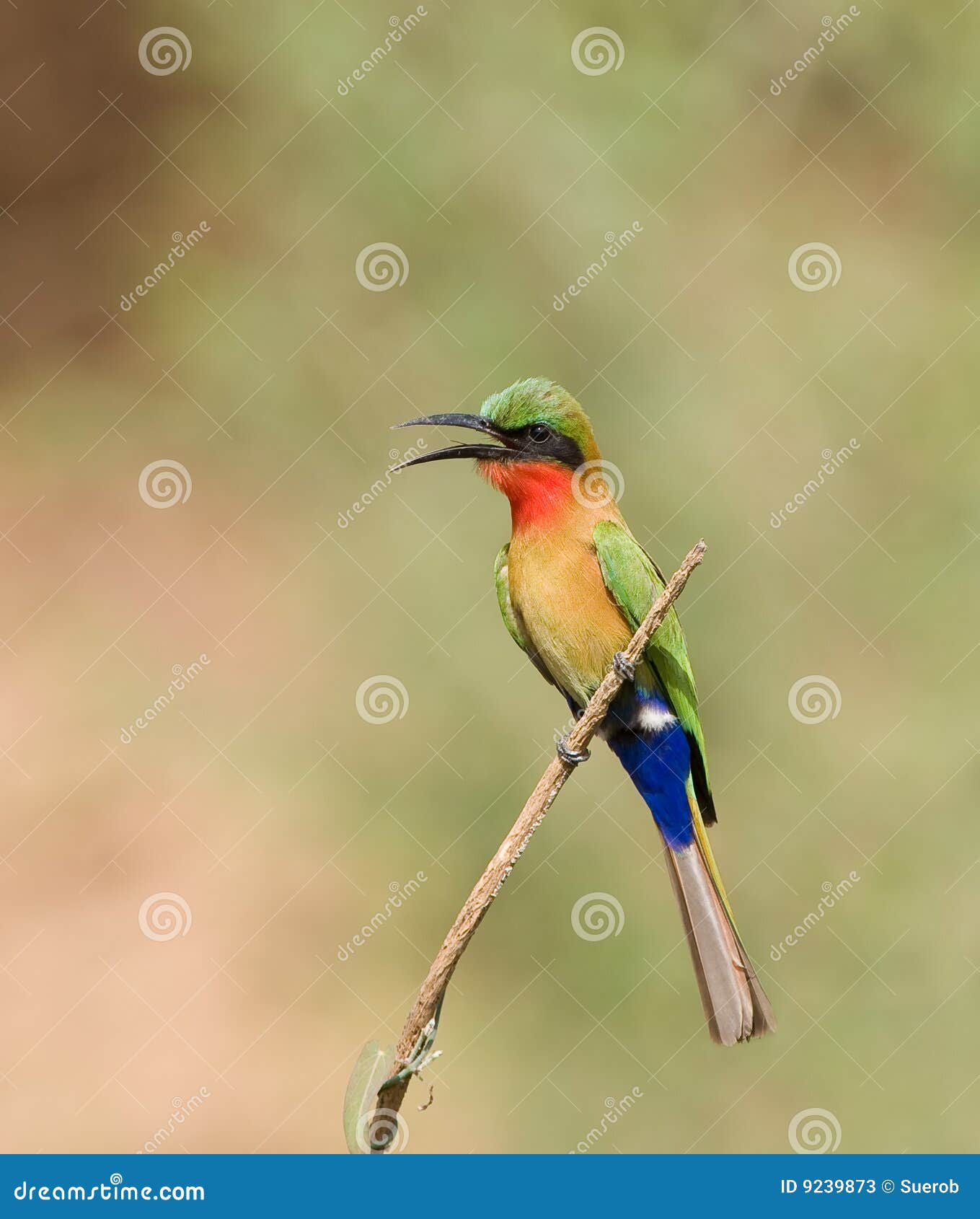 Red-throated Bee-eater Near Simenti Stock Image - Image of blue, park ...