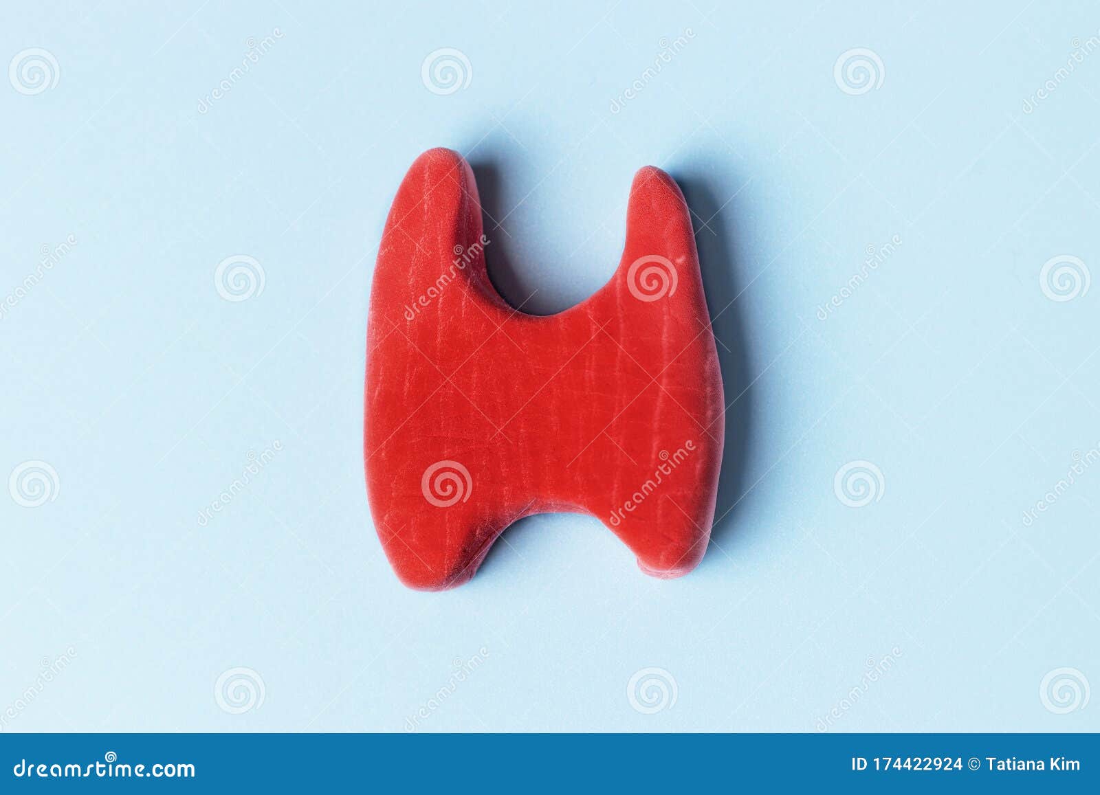 Red Thyroid Model on a Blue Background Close Up, Top View Stock Photo ...