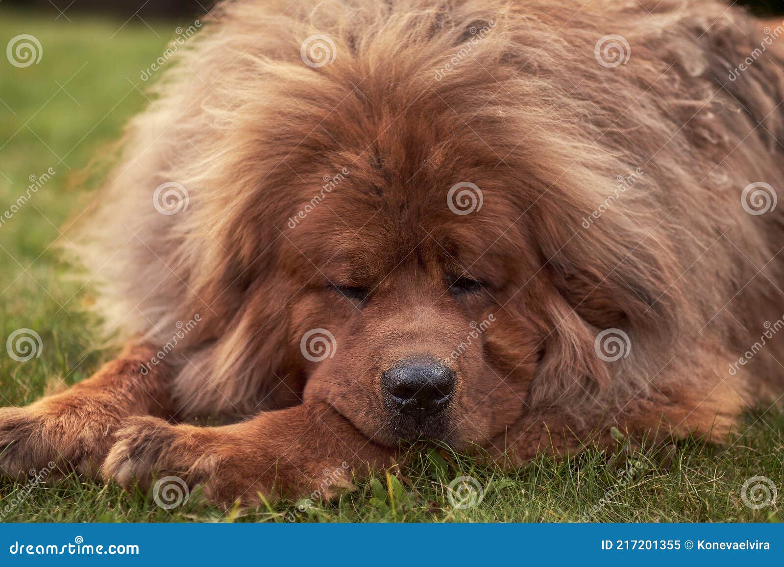 Red Tibetan Mastiffs Lie on the Grass in the Forest. Stock Image ...