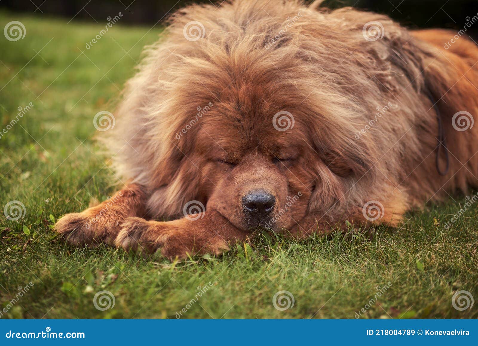 Red Tibetan Mastiffs Lie on the Grass in the Forest. Stock Image ...