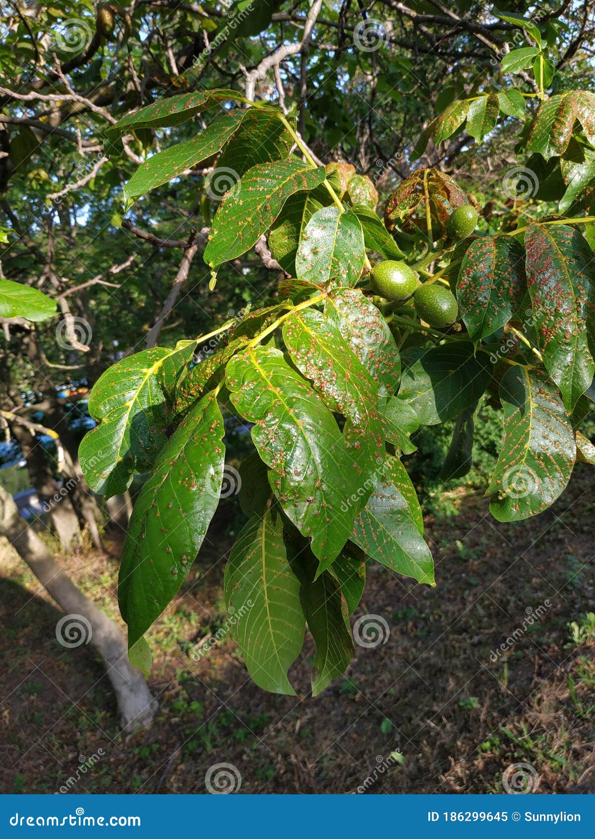 Red Tick on Diseased Walnut Leaves. Walnut Tree Disease Close Up Stock ...