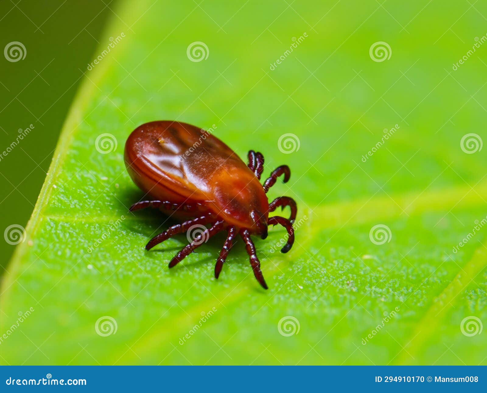 Red tick on green leaf stock photo. Image of plant, pest - 294910170