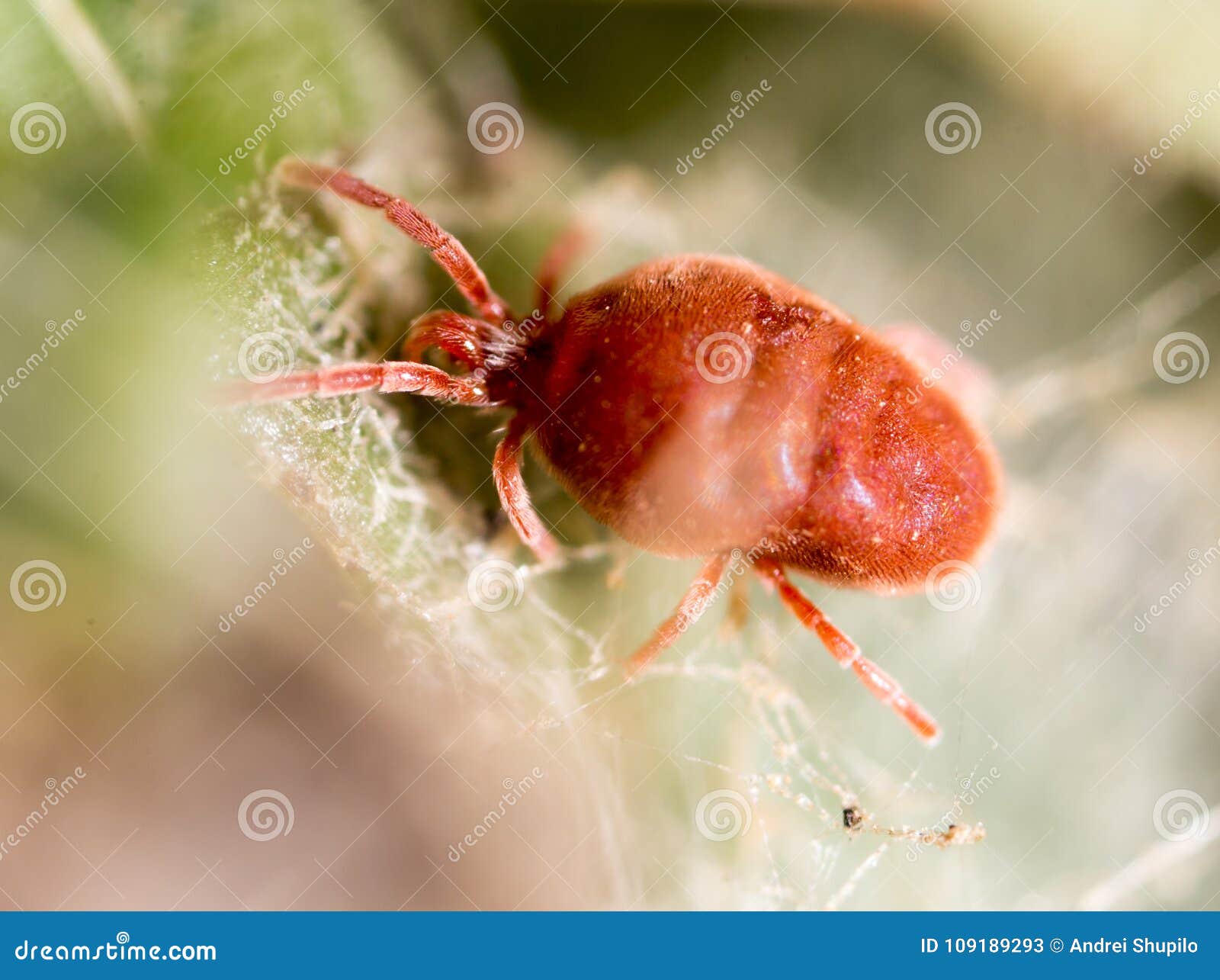 Red tick in nature. macro stock image. Image of macro - 109189293