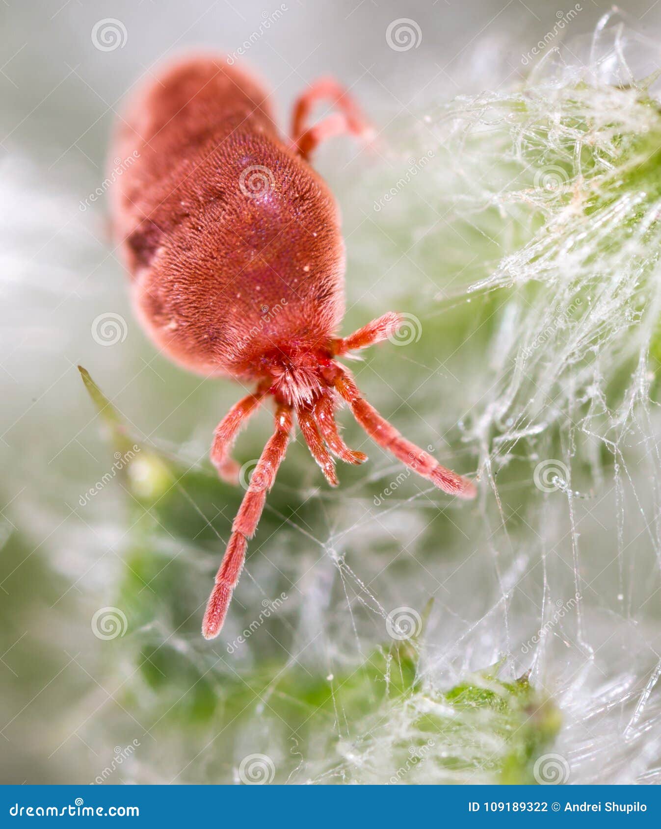 Red tick in nature. macro stock photo. Image of pest - 109189322