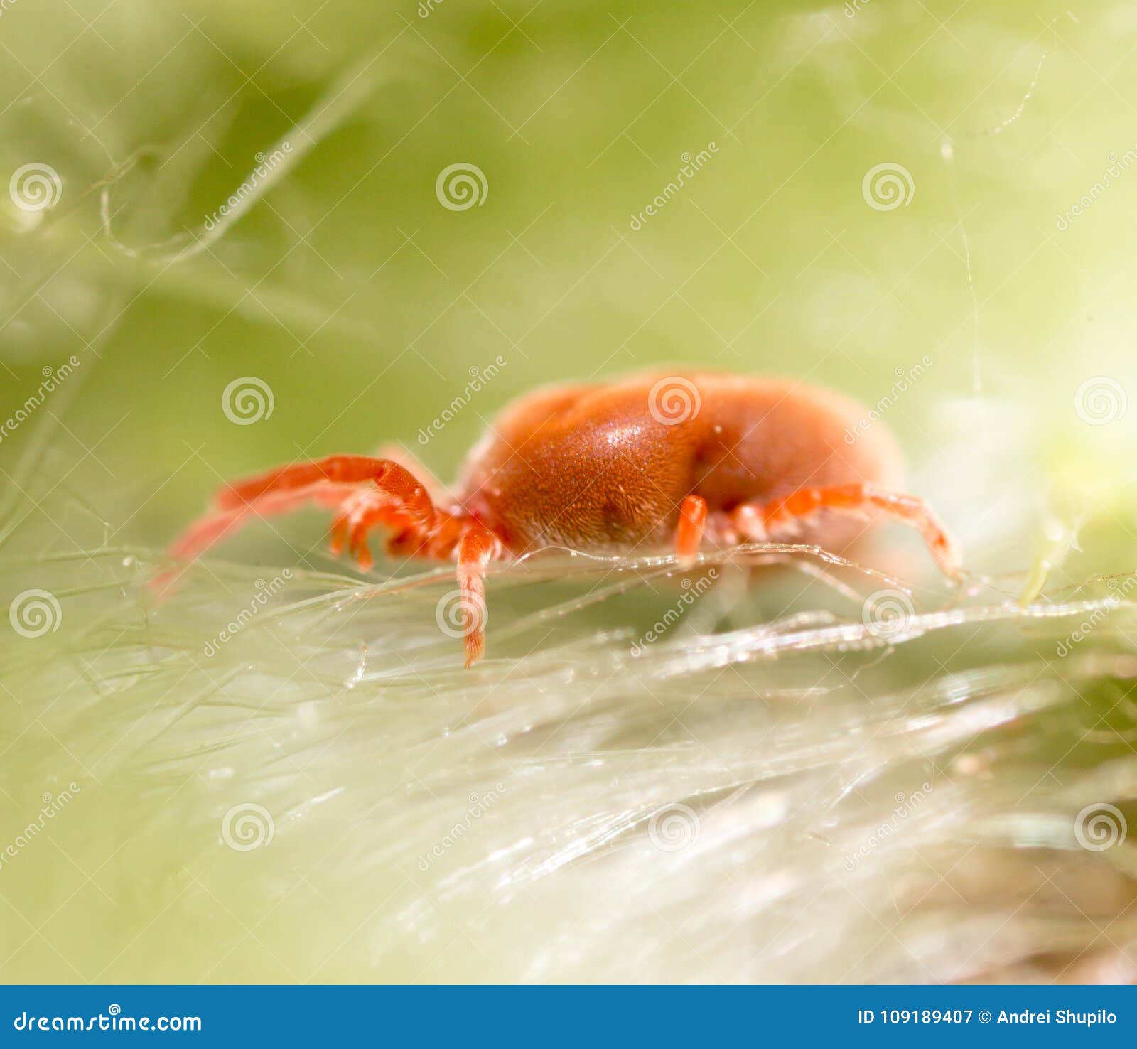 Red tick in nature. macro stock image. Image of fauna - 109189407
