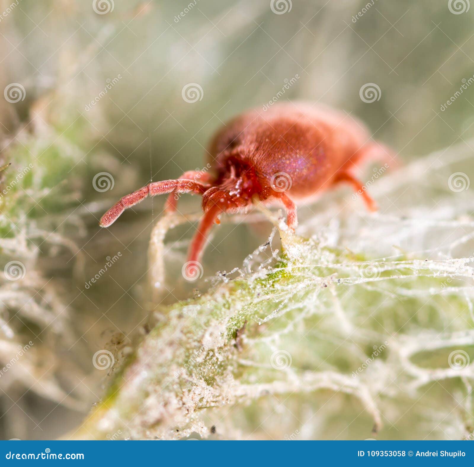 Red tick in nature. macro stock photo. Image of biology - 109353058