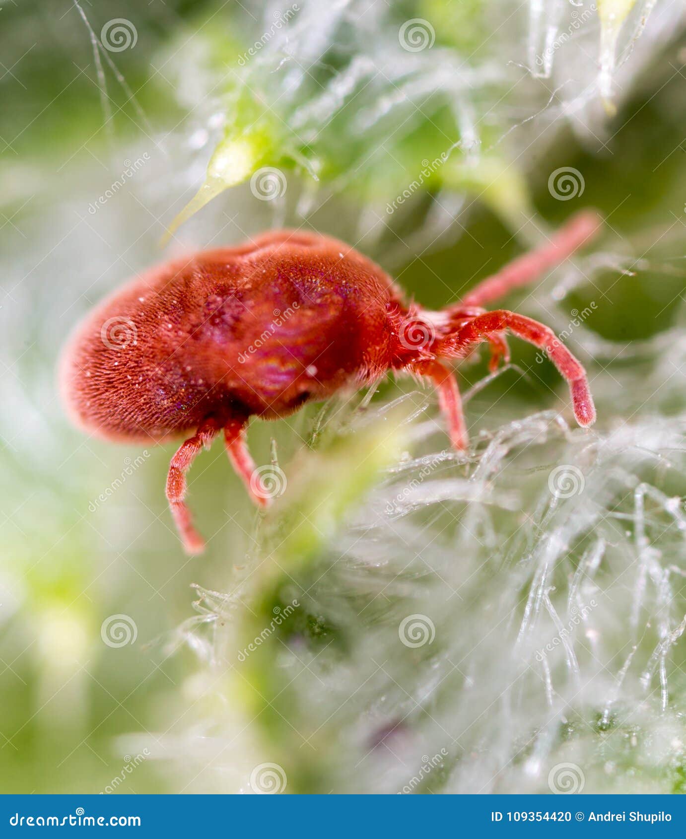 Red tick in nature. macro stock photo. Image of arachnid - 109354420