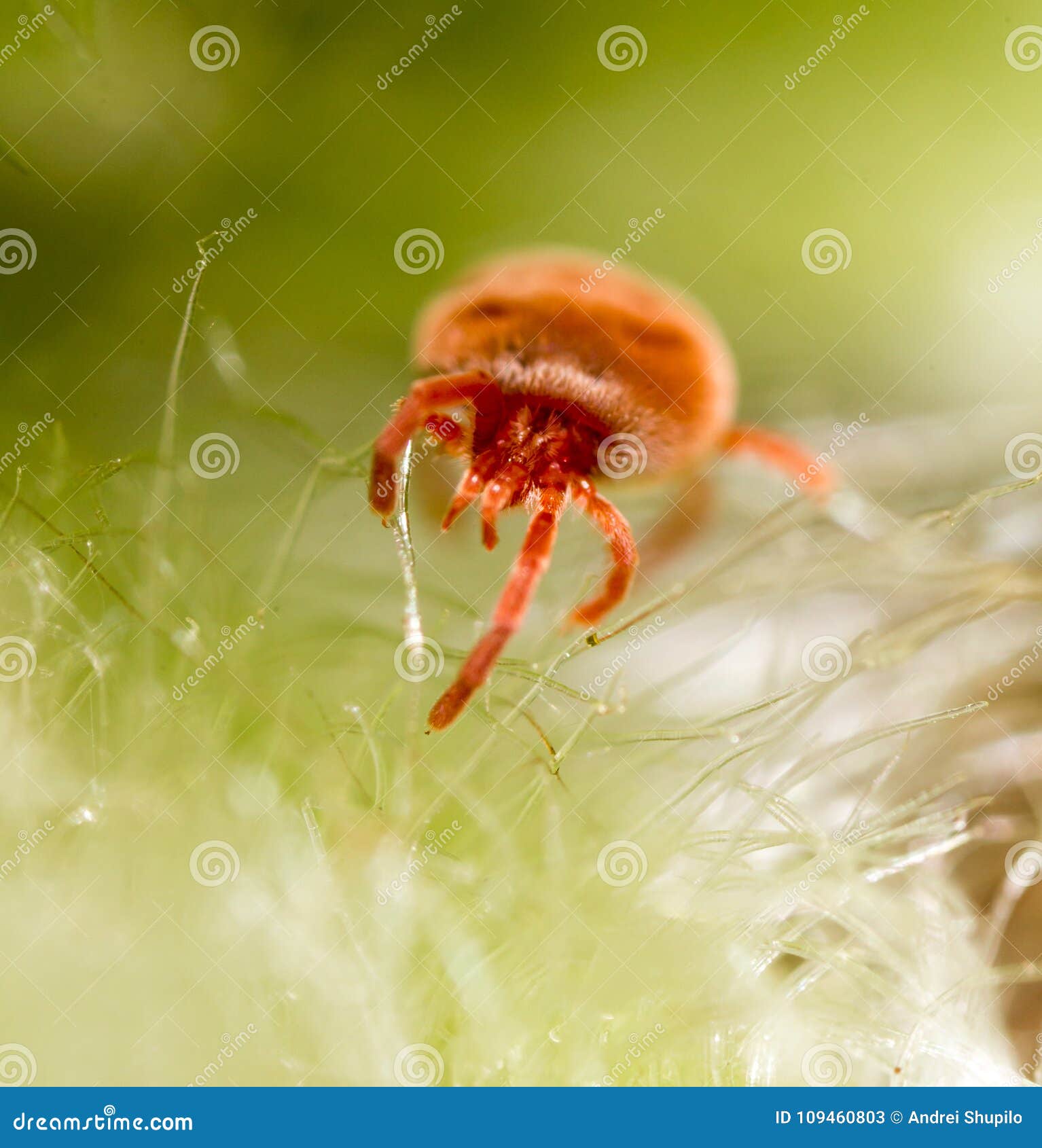 Red tick in nature. macro stock image. Image of fauna - 109460803