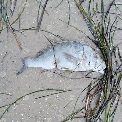 Red Tide Dead Fish in Florida Stock Photo - Image of animal, plant ...