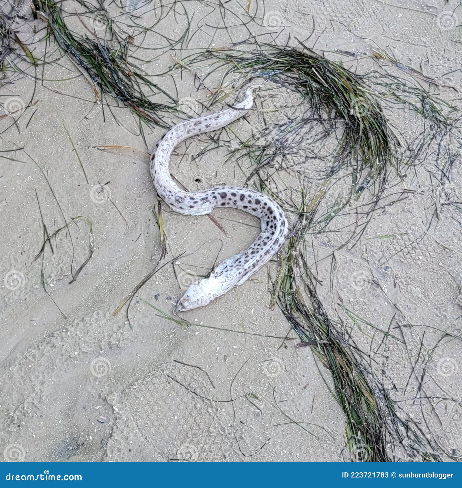 Red Tide Dead Fish in Florida Stock Image - Image of animal, wildlife ...