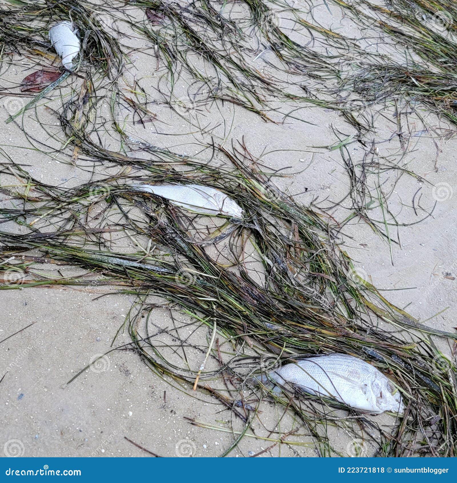 Red Tide Dead Fish in Florida Stock Photo - Image of fish, leaf: 223721818