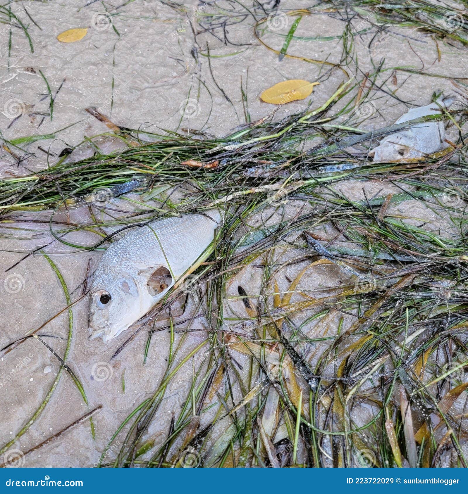 Red Tide Dead Fish in Florida Stock Image - Image of dying, frost ...
