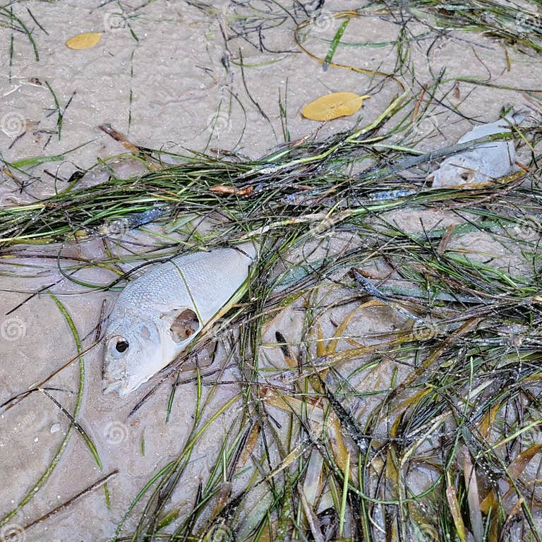Red Tide Dead Fish in Florida Stock Image - Image of dying, frost ...