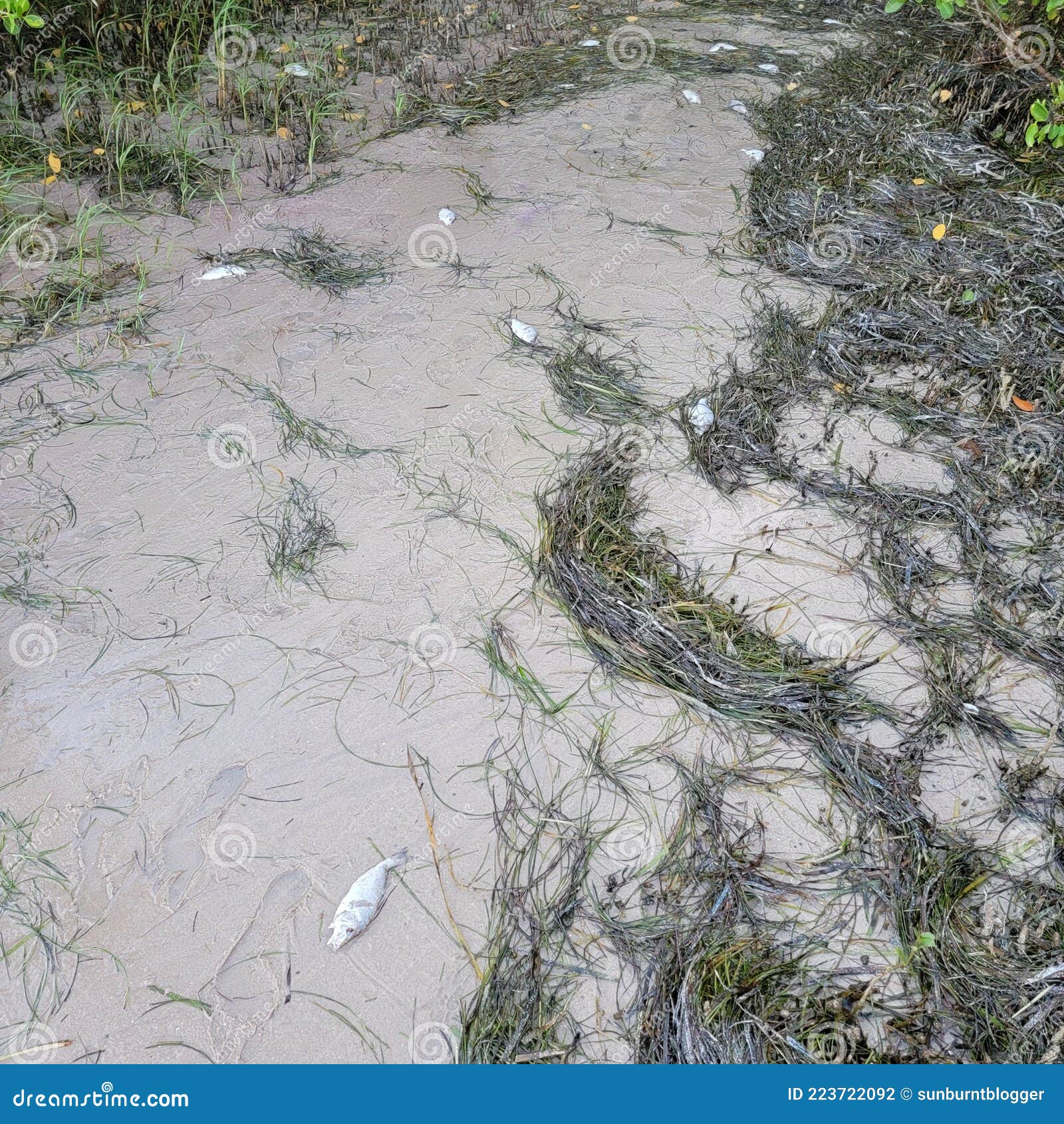 Red Tide Dead Fish in Florida Stock Photo - Image of twig, dying: 223722092
