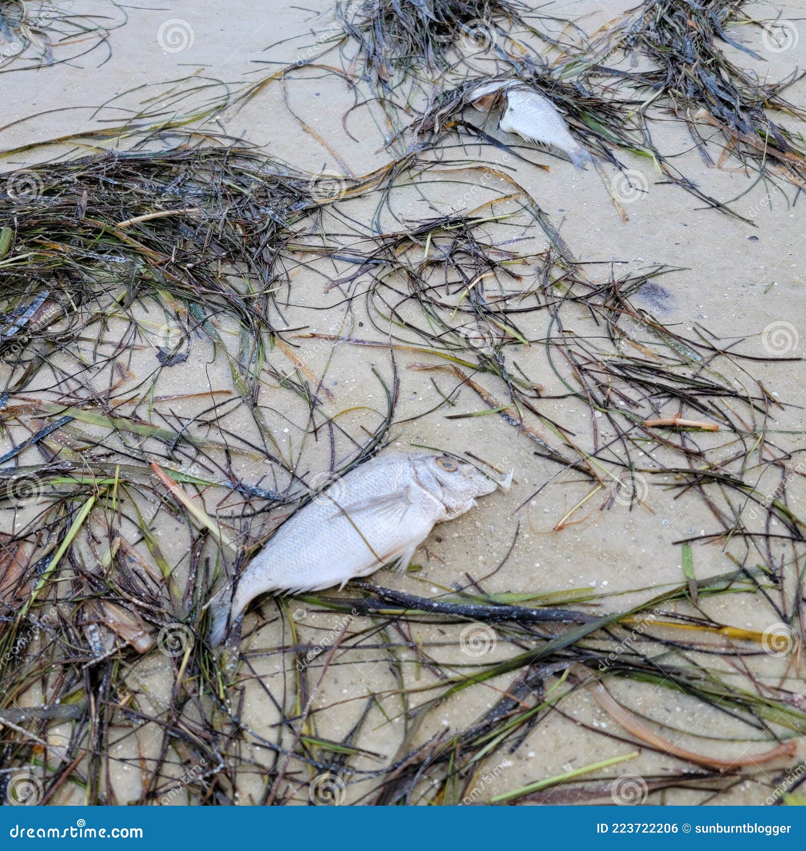 Red Tide Dead Fish in Florida Stock Photo - Image of dying, branch ...