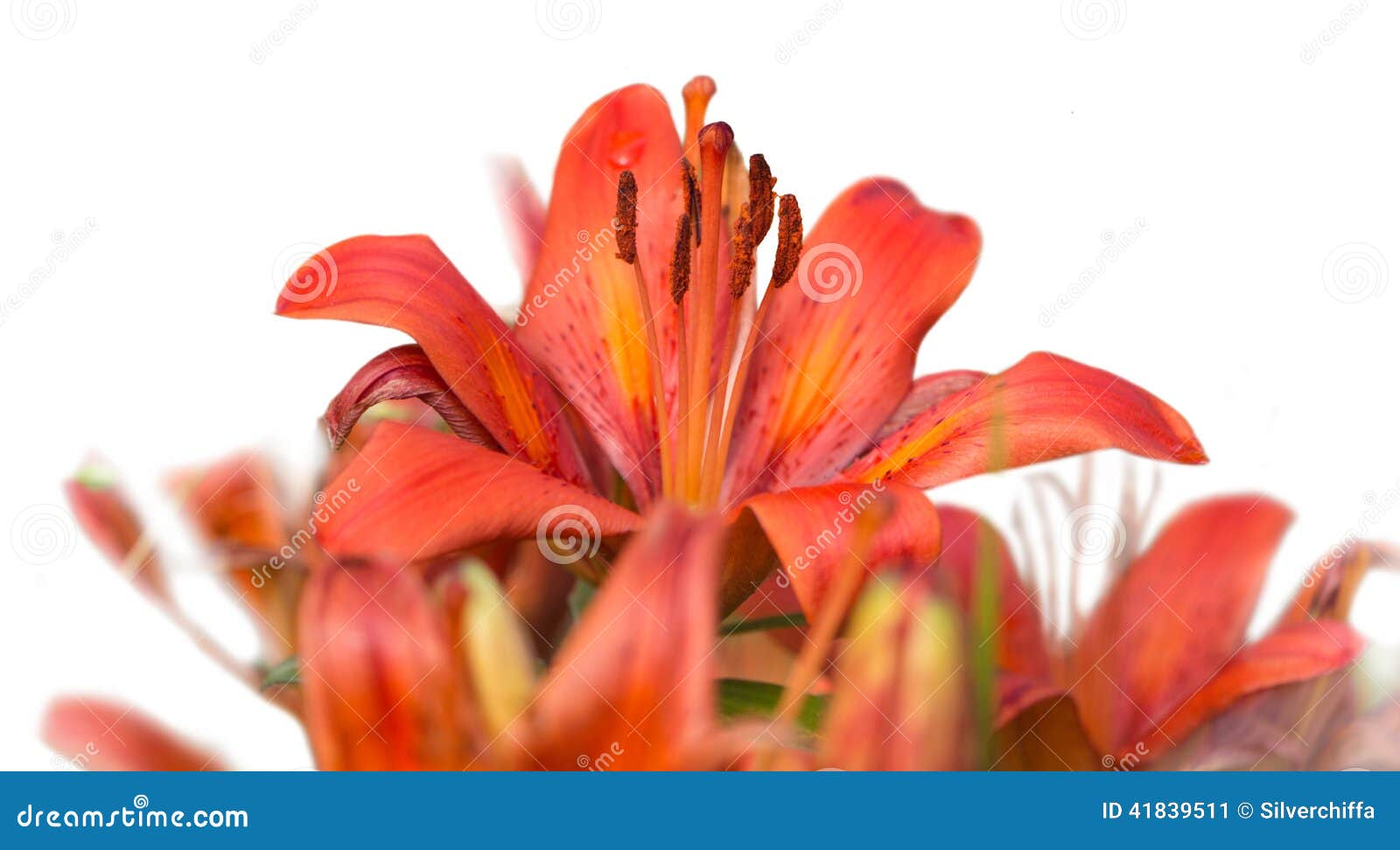 Red Tiger Lily Bouquet Outdoors Isolated Stock Image - Image of head ...