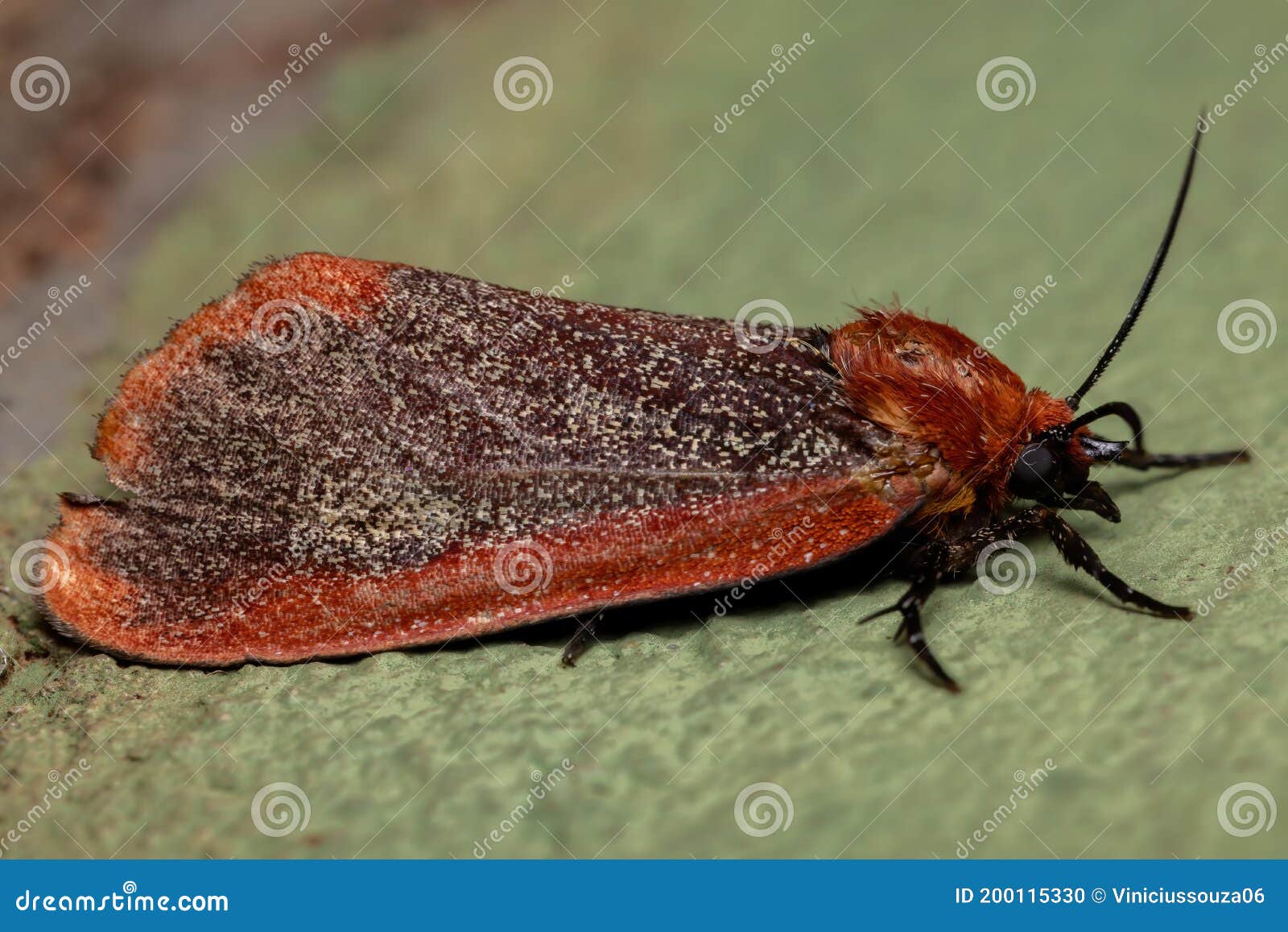 Red Tiger Moth stock photo. Image of wall, brazilian - 200115330