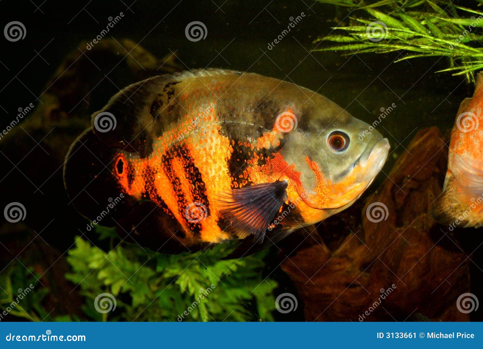 Red Tiger Oscar stock image. Image of cichlid, marbled - 3133661