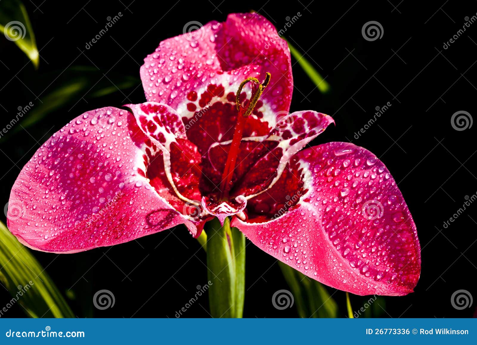 Red tigridia flower stock photo. Image of perennial, backgound - 26773336