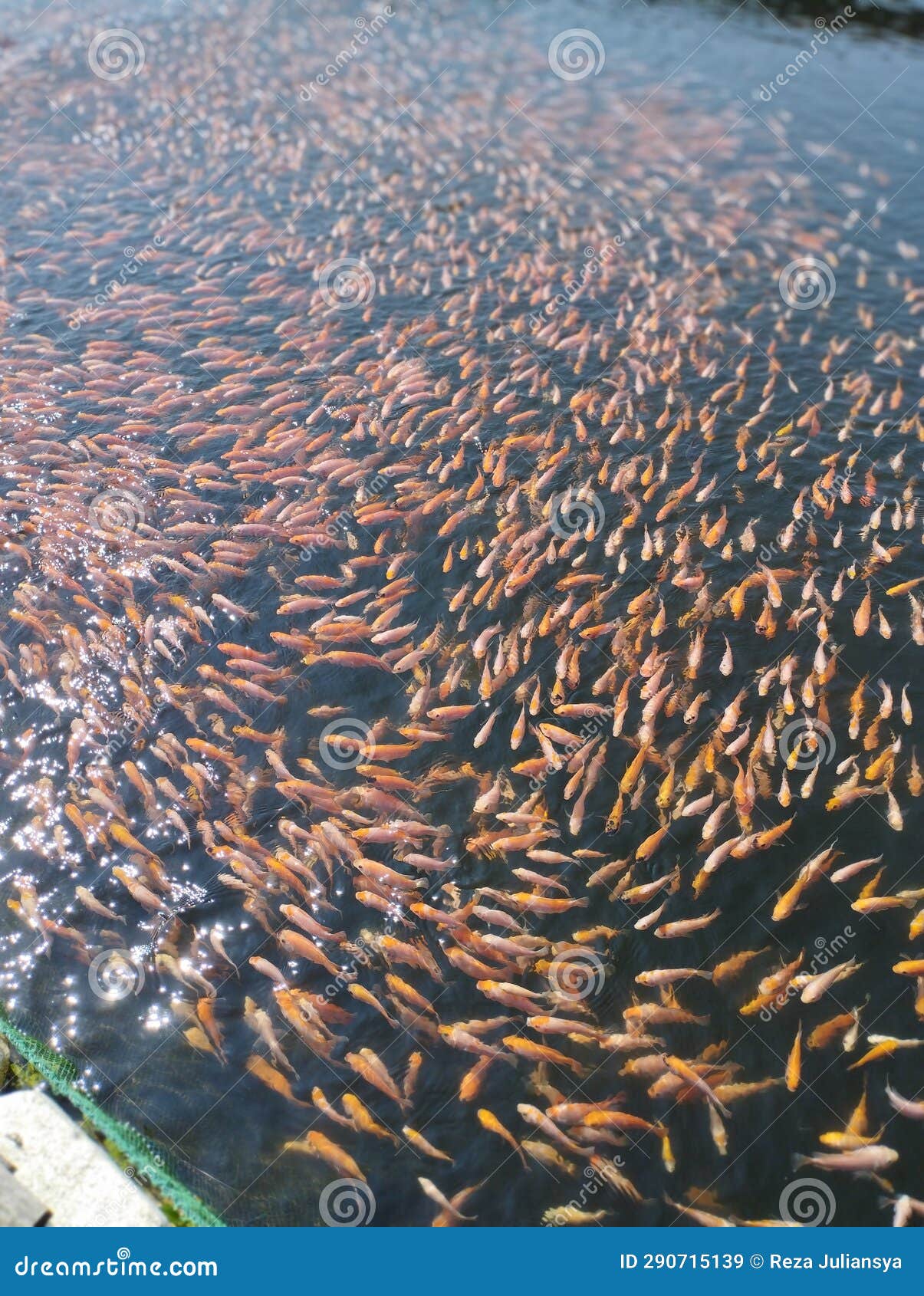 Red tilapia fish stock image. Image of reflection, soil - 290715139