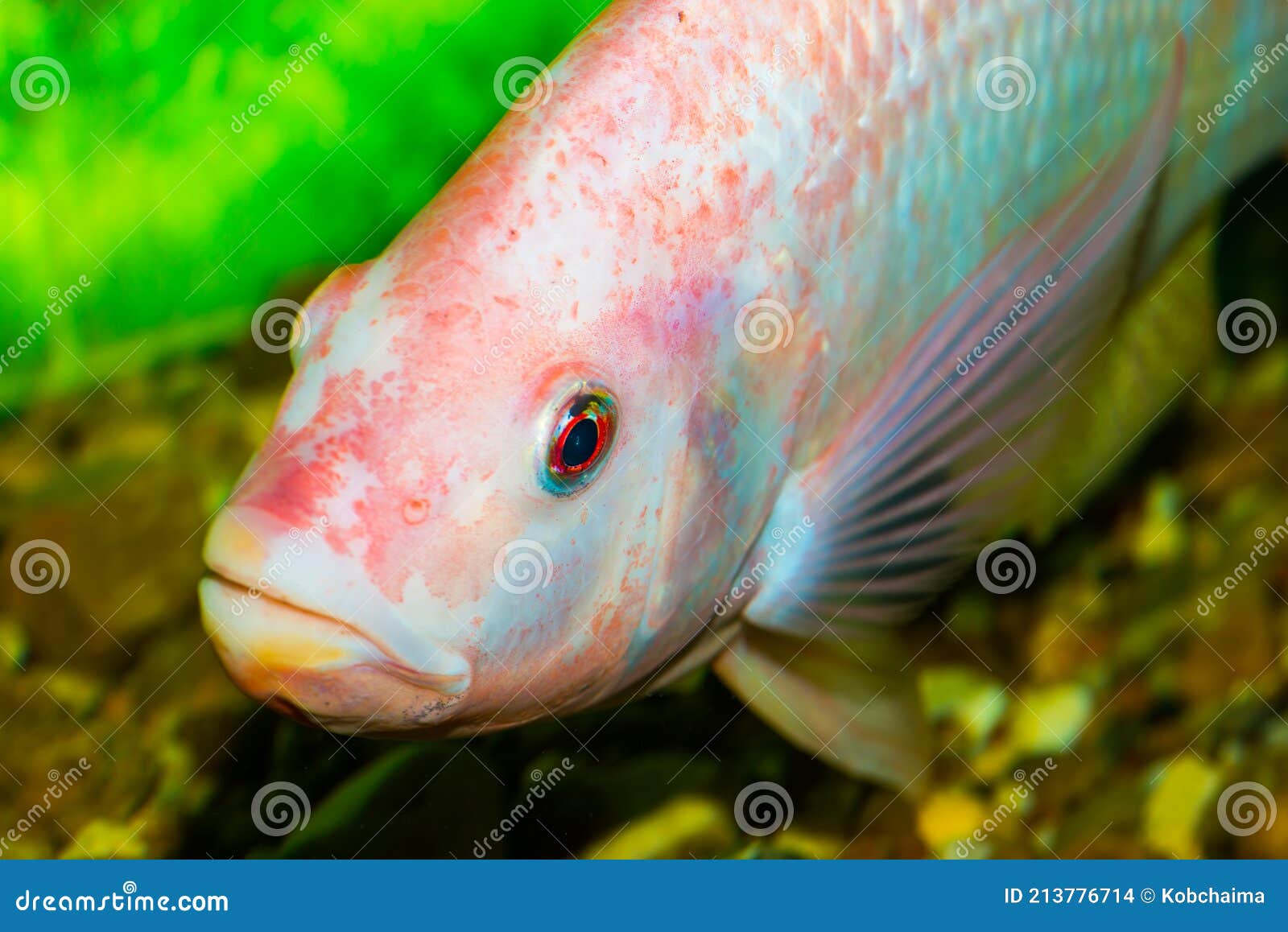 Red Tilapia Fish in the Water Stock Photo - Image of pink, mouth: 213776714