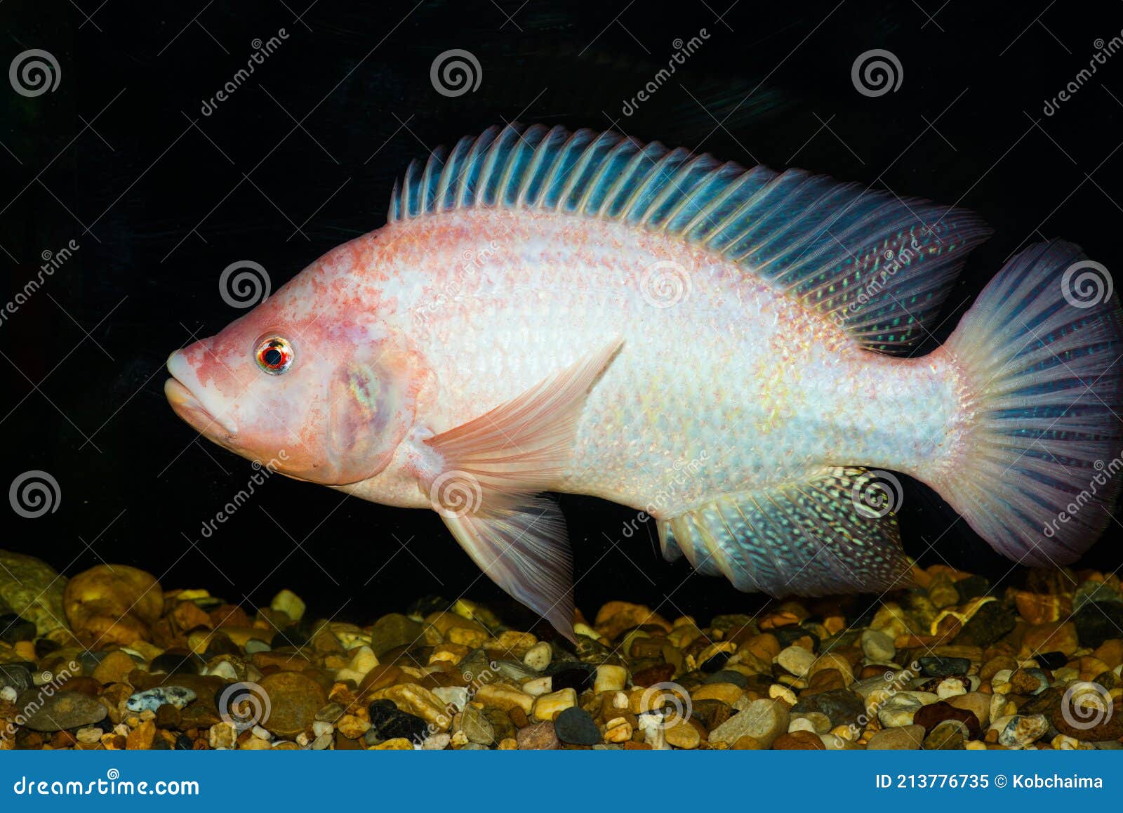 Red Tilapia Fish in the Water Stock Image - Image of background, food ...