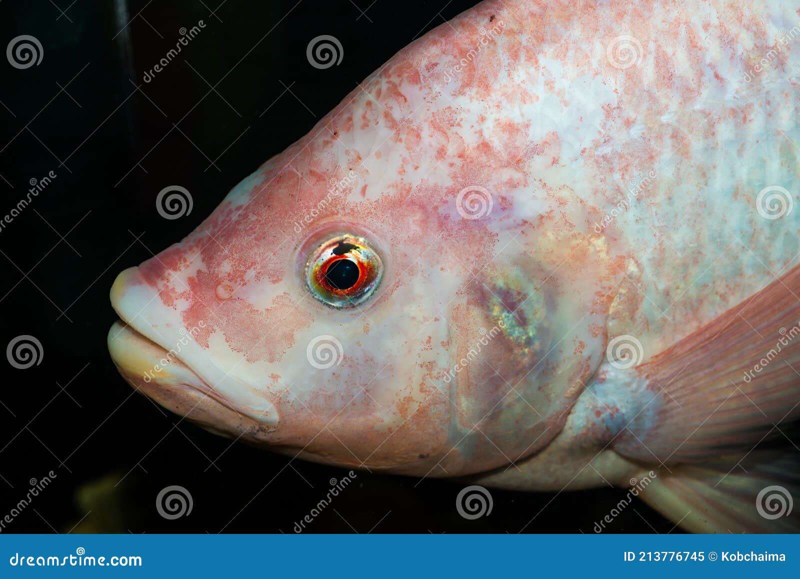 Red Tilapia Fish in the Water Stock Image - Image of mouth, closeup ...