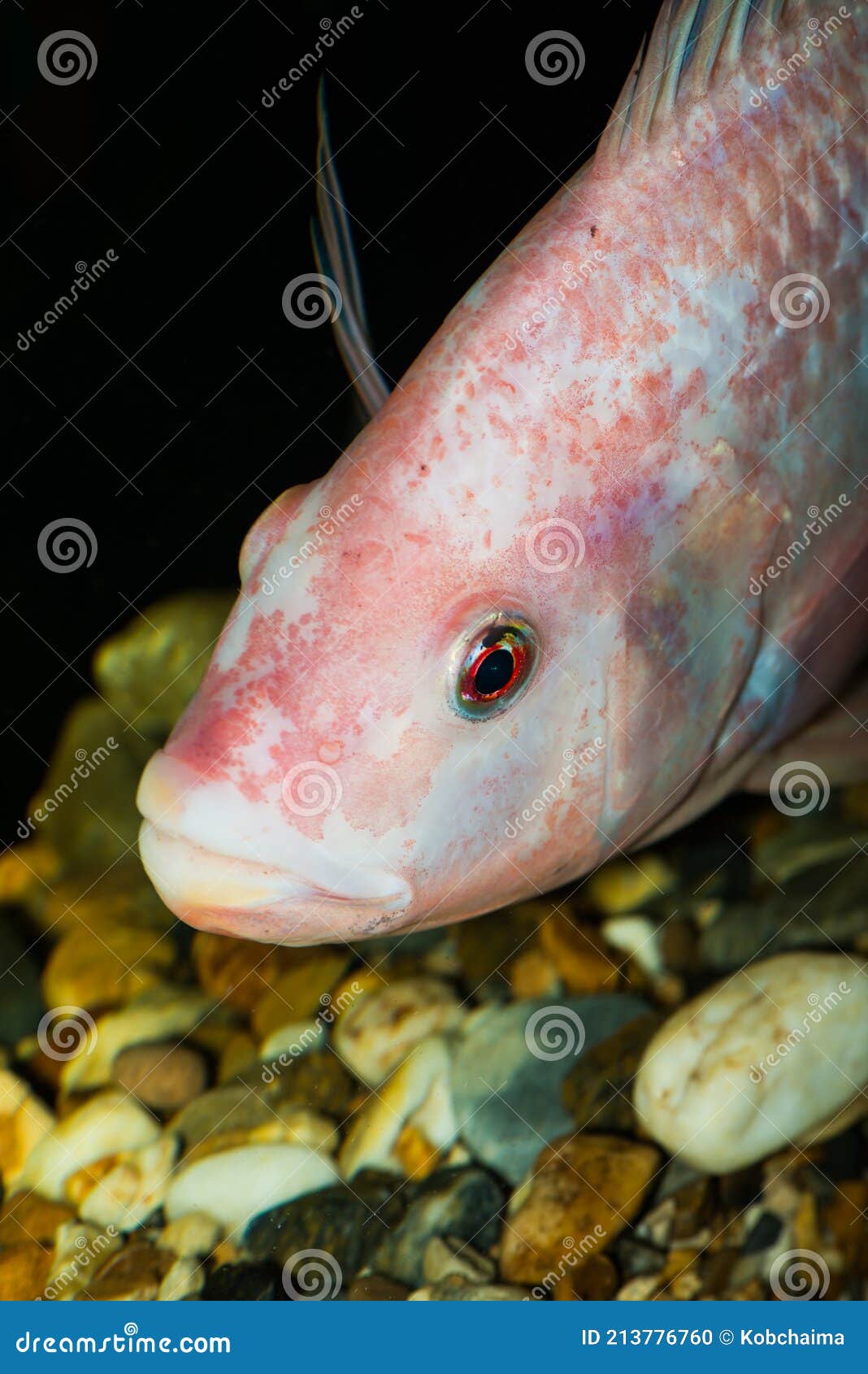 Red Tilapia Fish in the Water Stock Photo - Image of animal, thailand ...