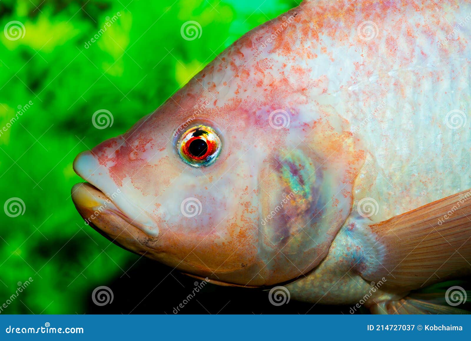 Red Tilapia Fish in the Water Stock Image - Image of beautiful ...