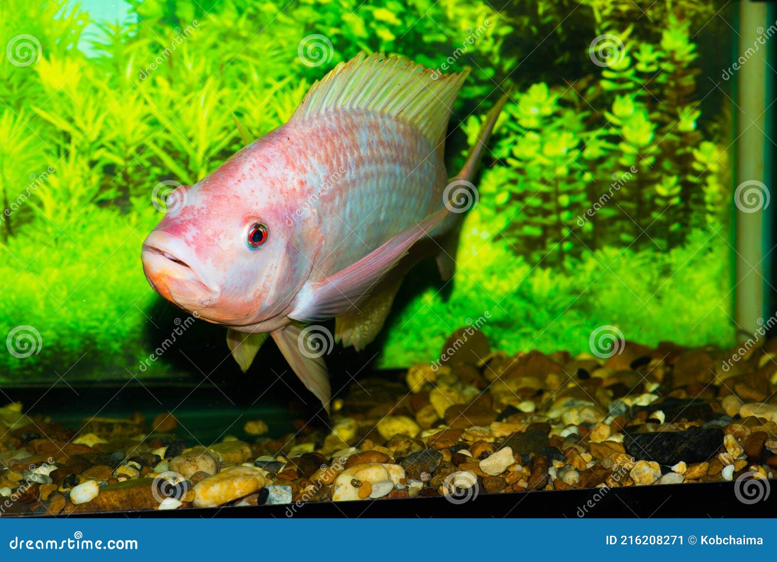 Red Tilapia Fish in the Water Stock Image - Image of aquarium, alive ...