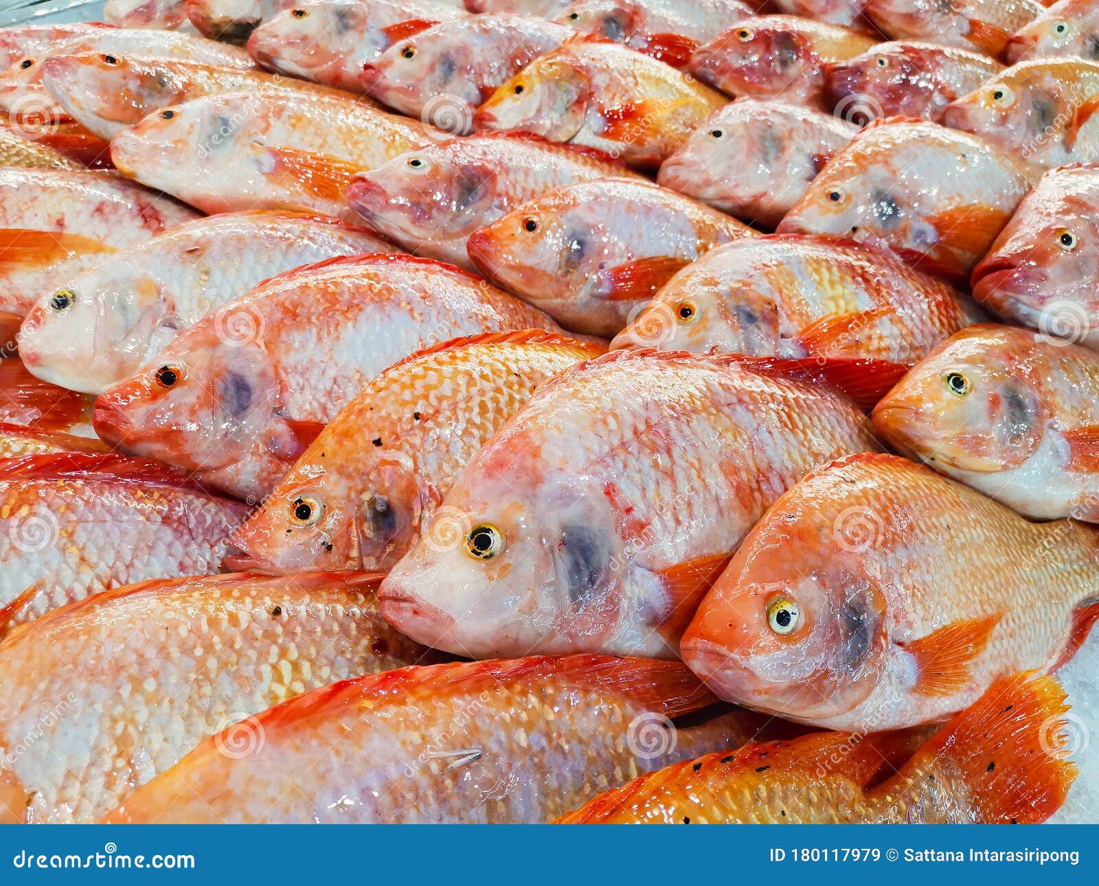 Red Tilapia Fish immagine stock. Immagine di pranzo - 180117979